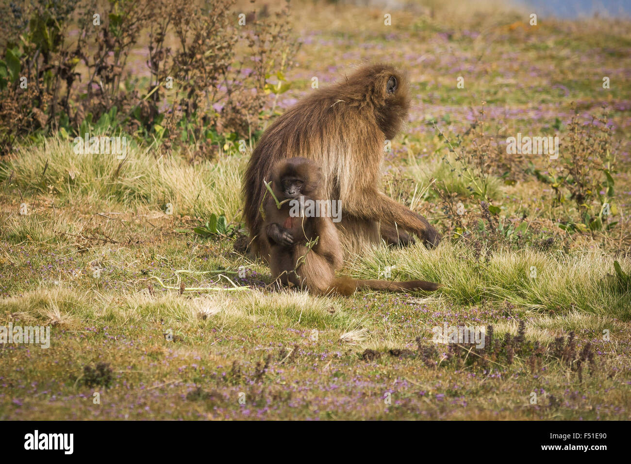 Gelada baboons, Simien Mountains National Park, Ethiopia Stock Photo ...