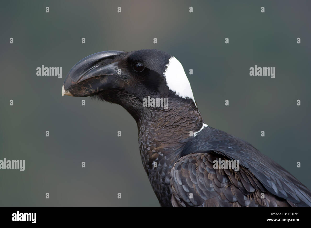 Thick-Billed Raven (Corvus crassirostris). Simien Mountains, Ethiopia ...