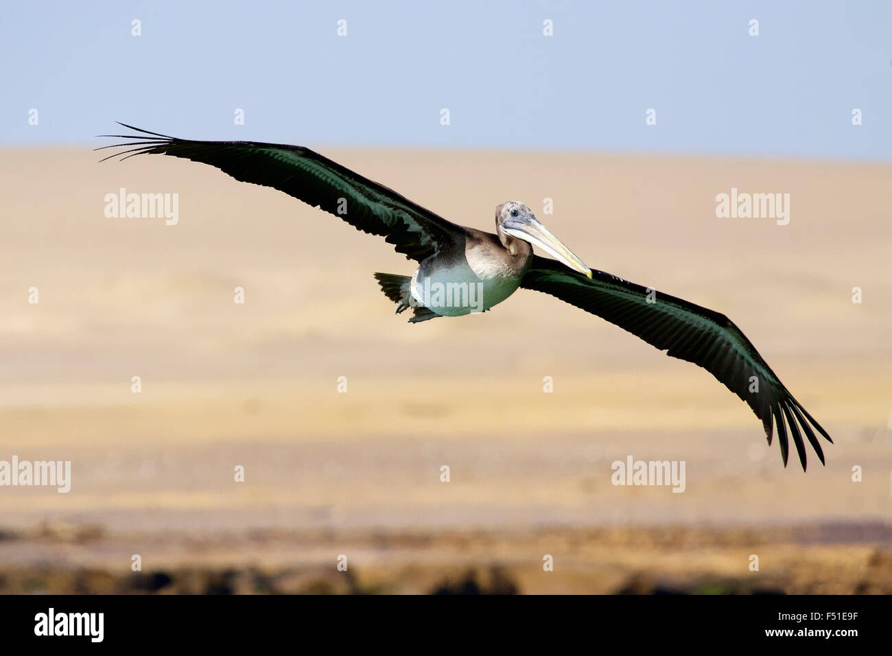 Peruvian Pelican (Pelecanus thagus) Paracas, Islas Ballestas, Peru ...