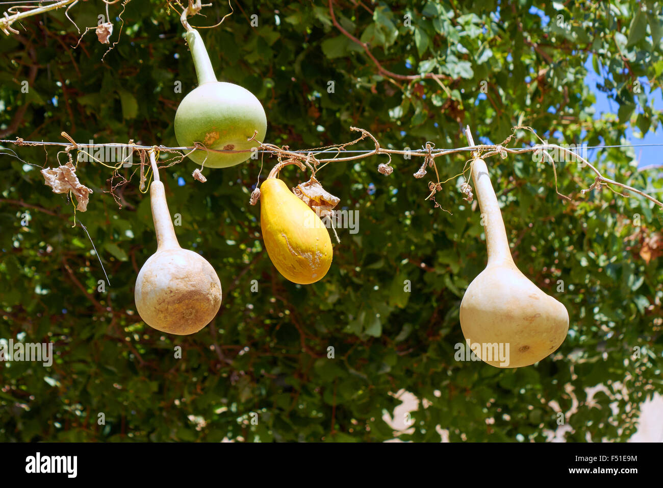 Ornamental gourds hi-res stock photography and images - Alamy
