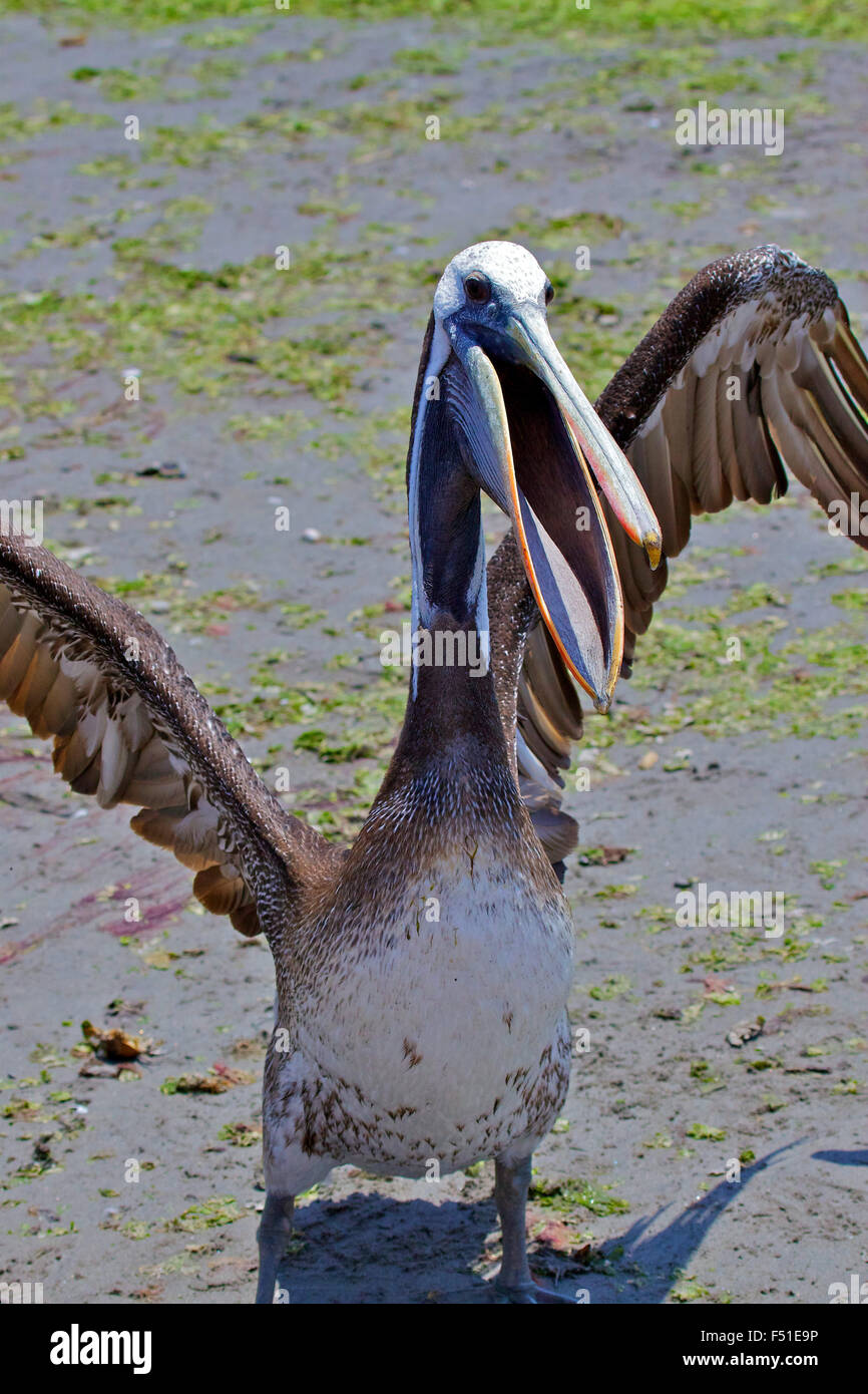 Peruvian Pelican (Pelecanus thagus) Paracas, Islas Ballestas, Peru ...