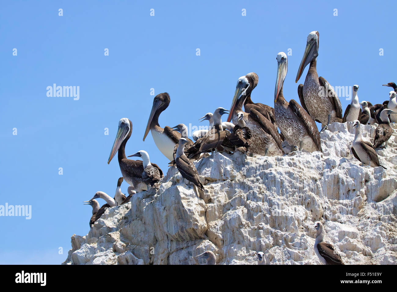 Peruvian Pelican (Pelecanus thagus) Paracas, Islas Ballestas, Peru ...