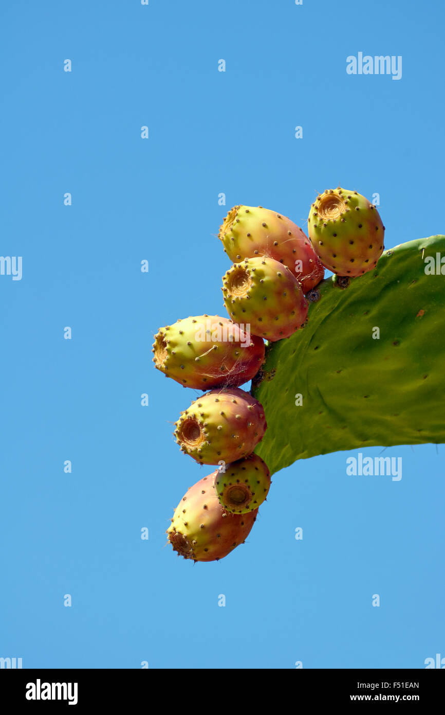 paddle cactus in Crete island, Greece Stock Photo - Alamy