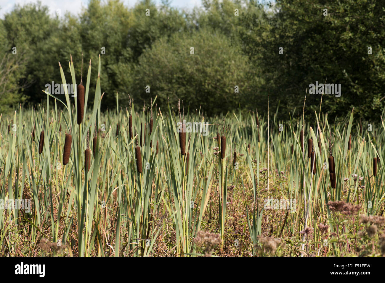 Typha latifolia, Common Bullrush, growing in a marsh in Surrey, UK ...