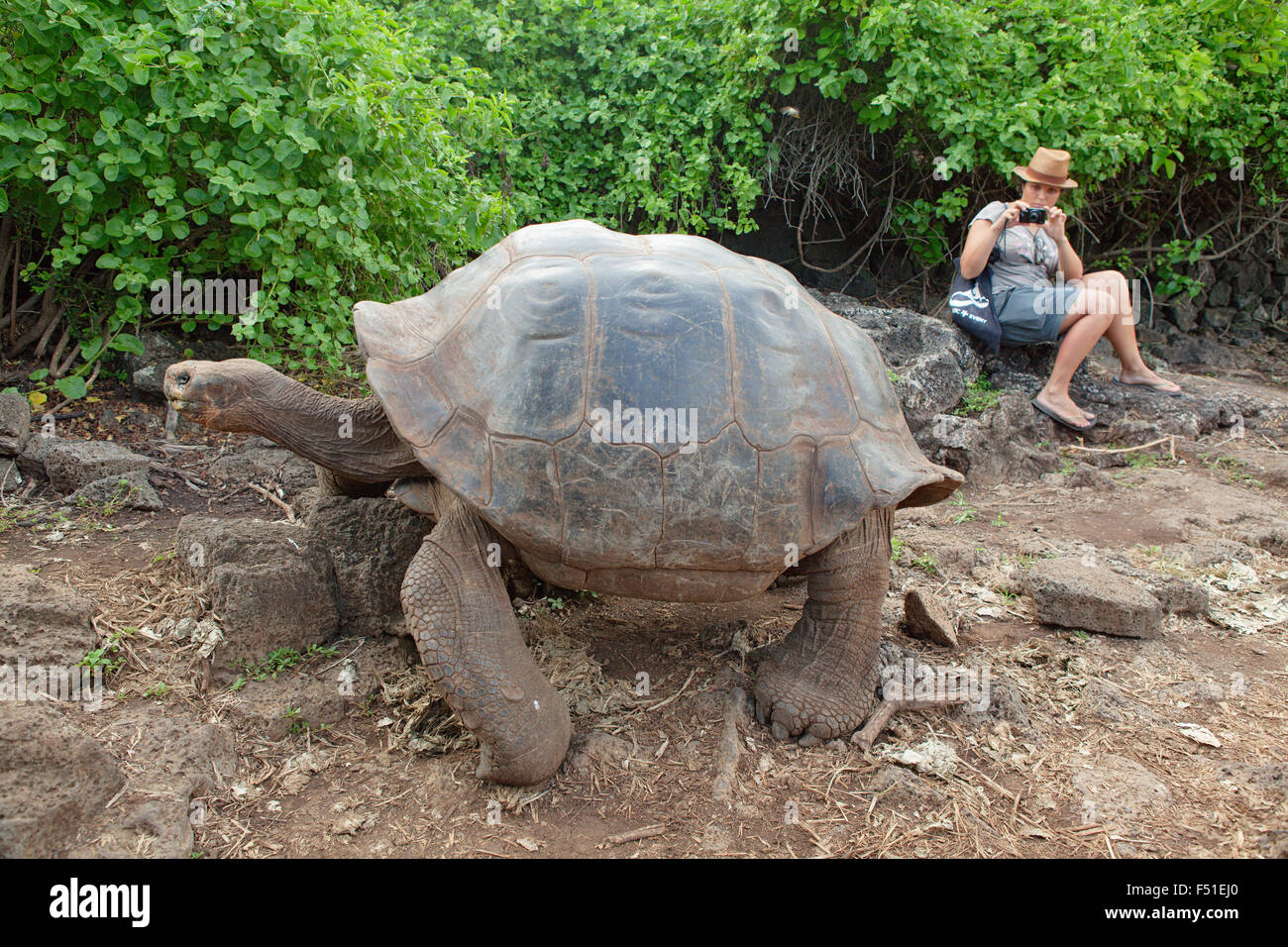 Giant tortoise at Charles Darwin Research Center. Santa Cruz island ...