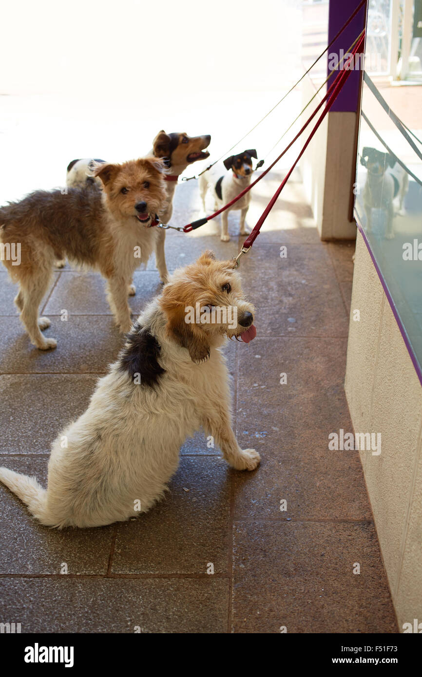 four dogs ar street waiting to walk looking camera Stock Photo - Alamy