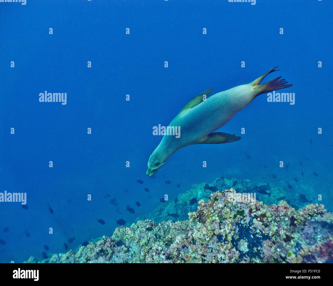 Sea lion at a Gordon Rocks dive site, Galapagos, Ecuador Stock Photo ...