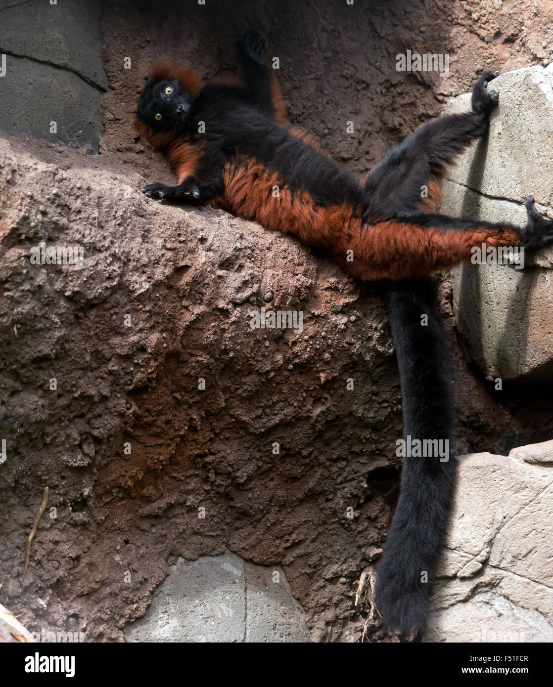 A red ruffed lemur (Varecia rubra), posing in its enclosure at the Rare ...