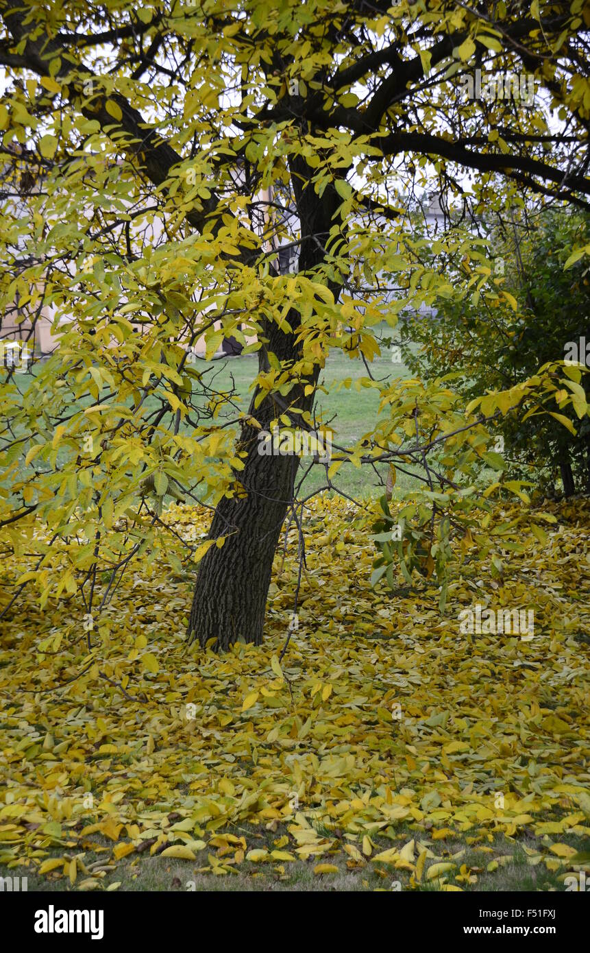 Walnut leaves autumn hi-res stock photography and images - Alamy