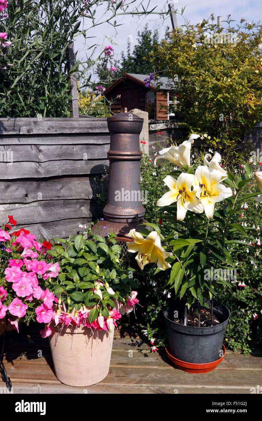 Container grown hi-res stock photography and images - Alamy