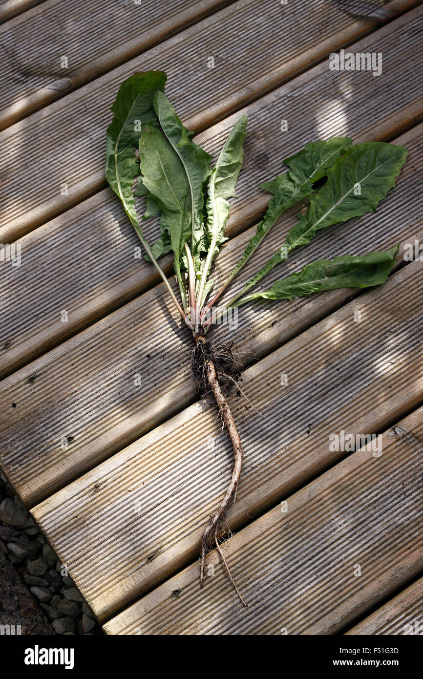 Weeds invasive hi-res stock photography and images - Alamy