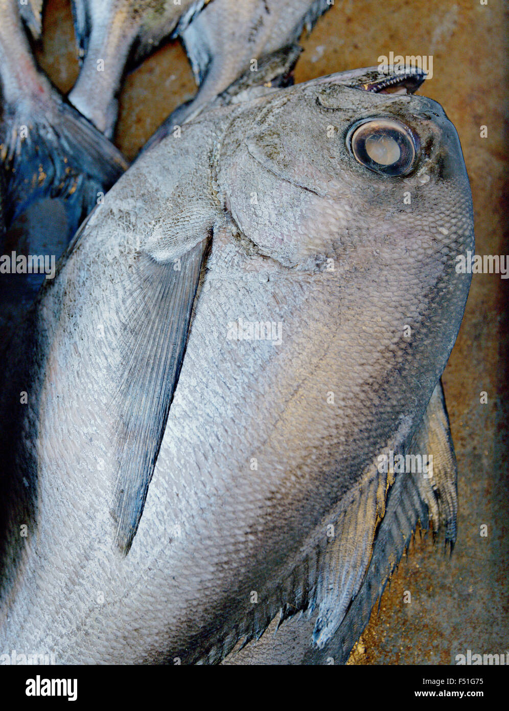 Reinata hi-res stock photography and images - Alamy