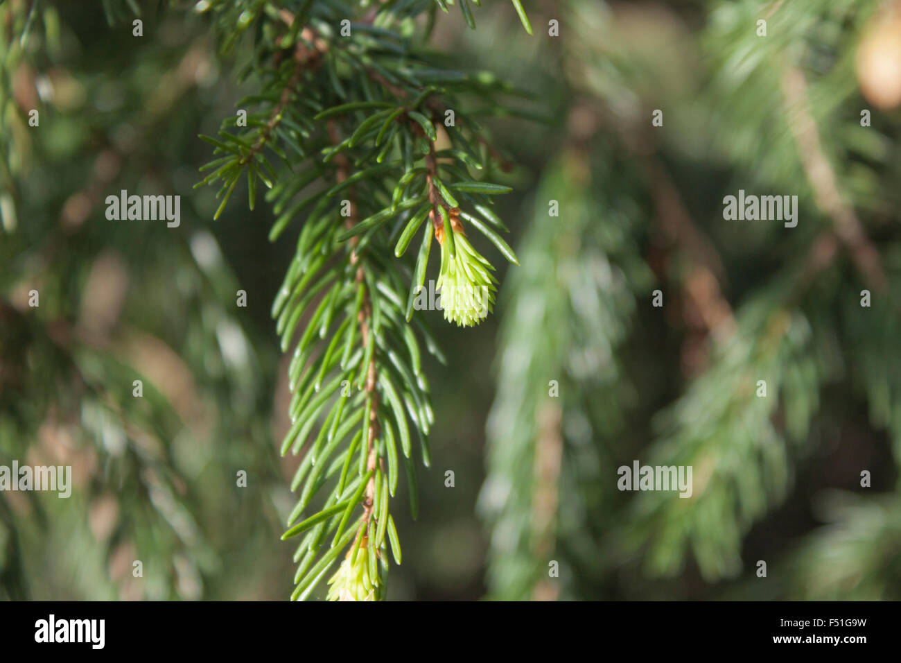 Light green, young spruce tip, on a pine tree Stock Photo - Alamy