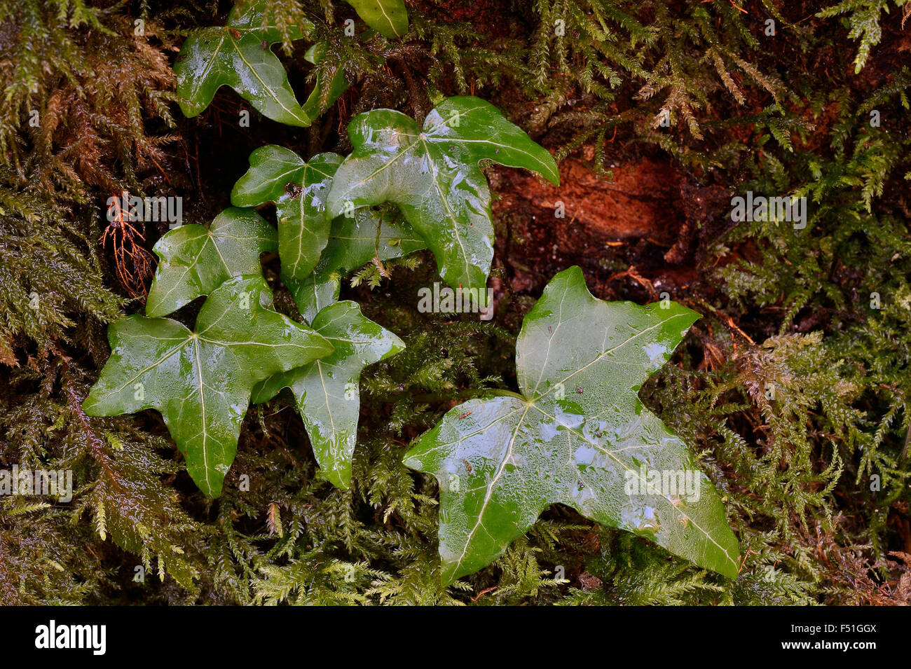 Wild Ivy, Hedera helix, Araliaceae, Lazio, Italy Stock Photo - Alamy