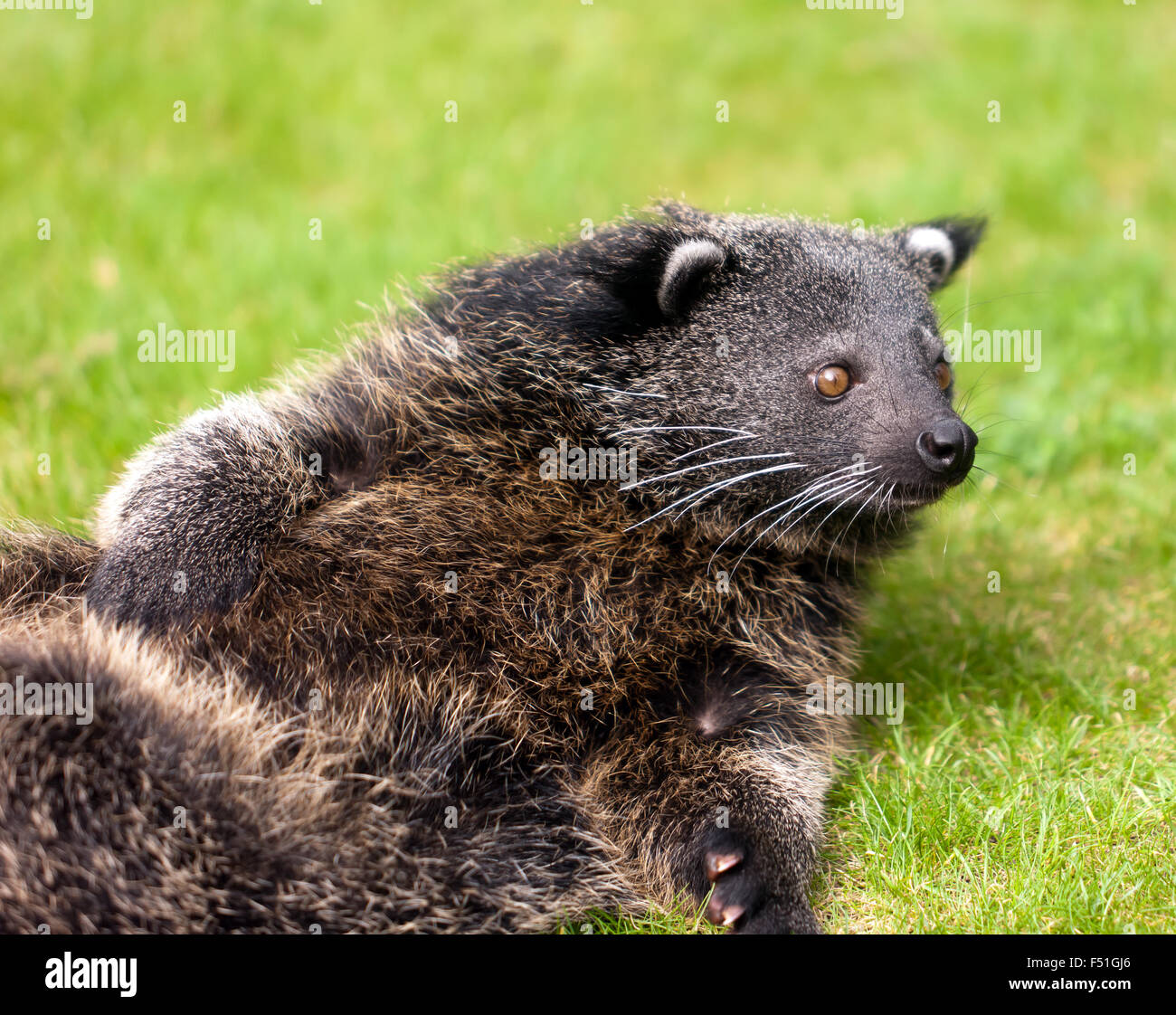 Close-up view of a bearcat (Arctictis binturong), during an animal ...