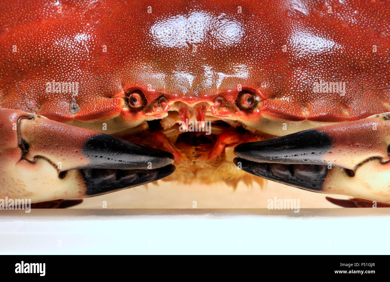 Cooked edible crab hi-res stock photography and images - Alamy