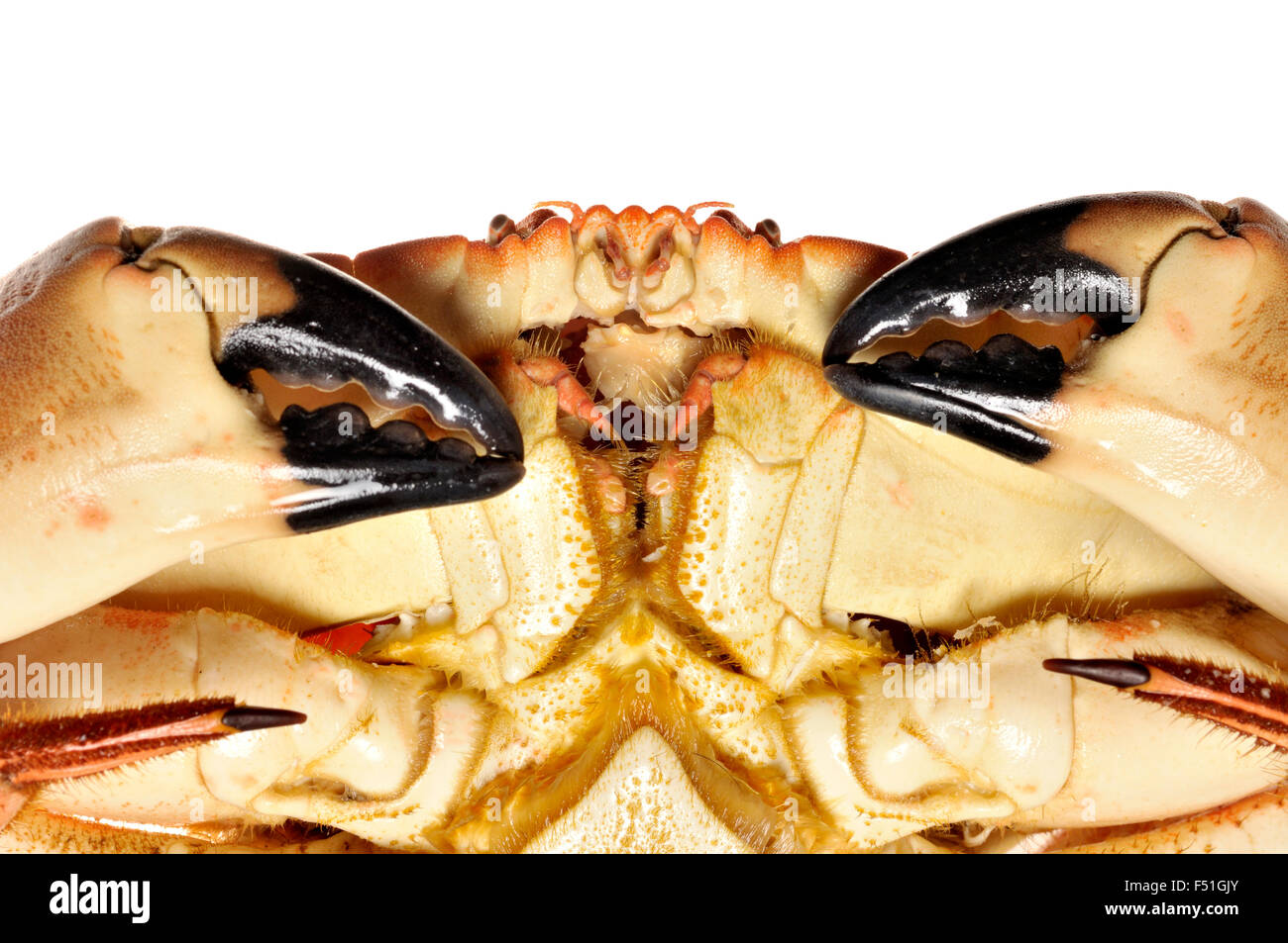 Whole Edible / Brown / Cromer Crab - closeup of claws Stock Photo - Alamy