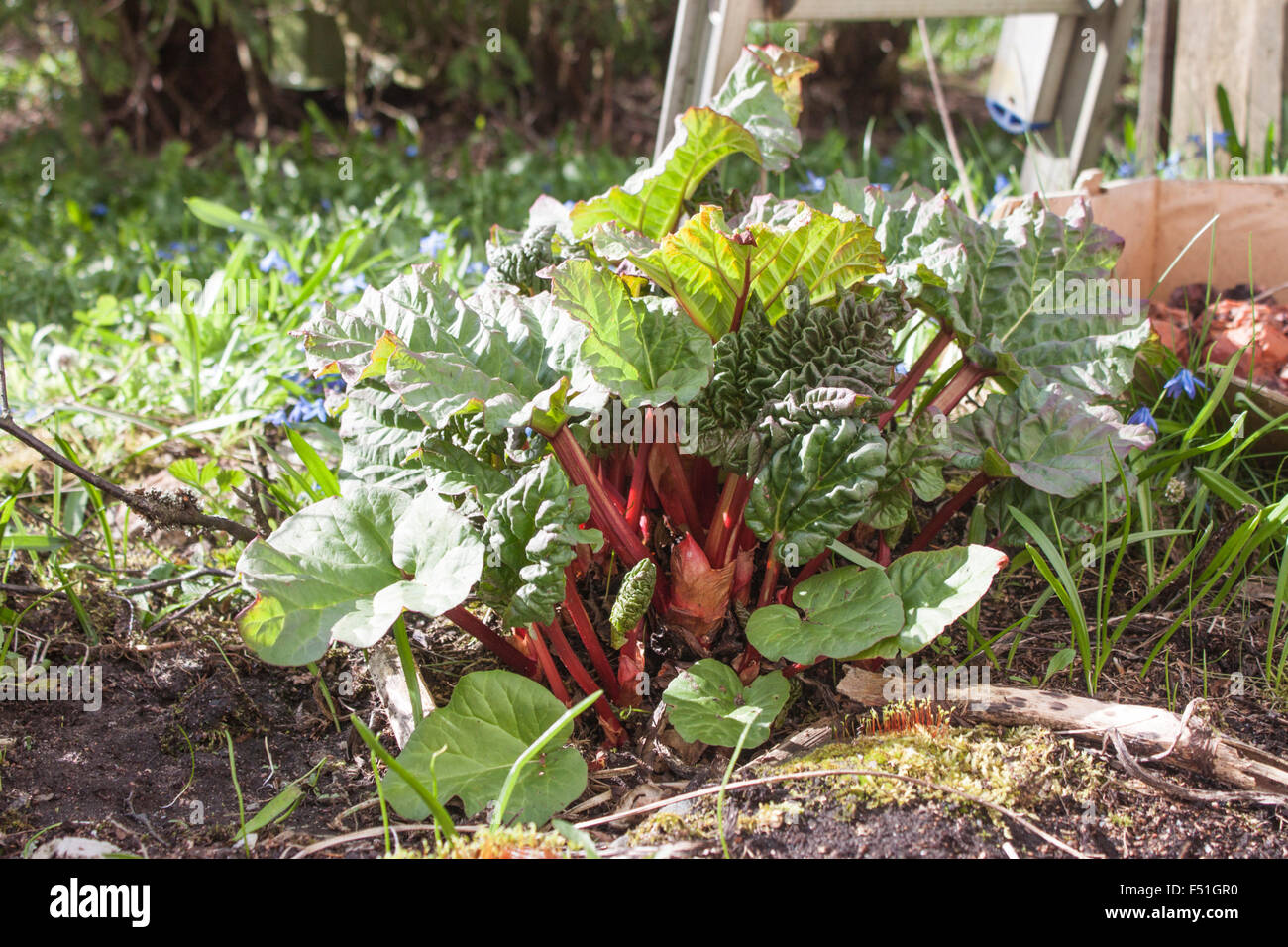 Wild rhubarb hi-res stock photography and images - Alamy