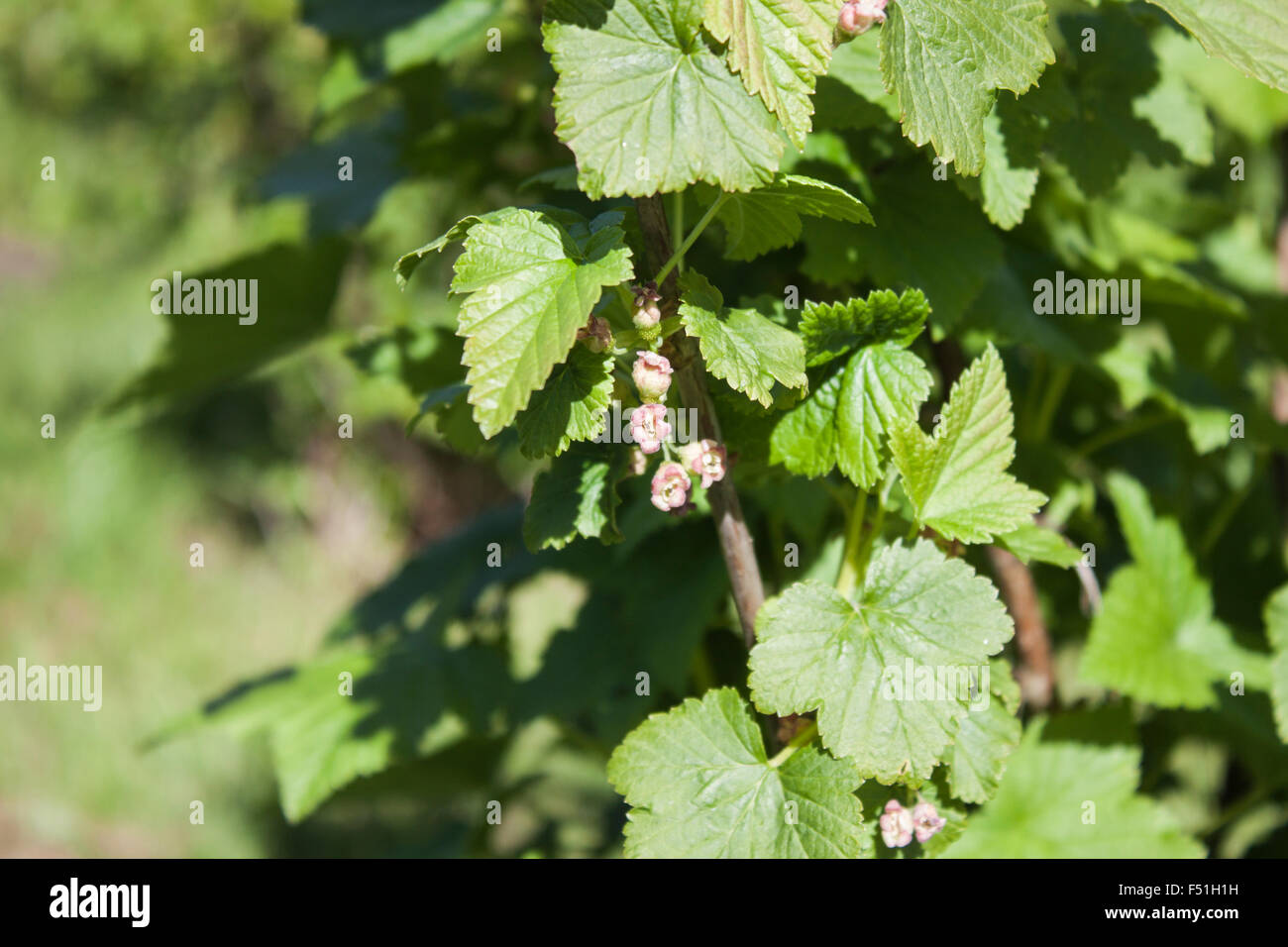 Black currant, ribes nigrum flowers, in the garden Stock Photo - Alamy