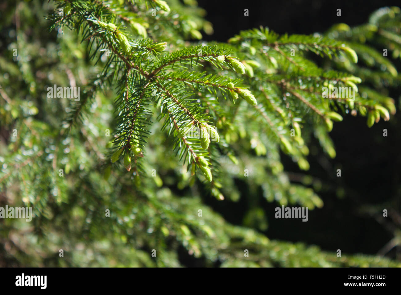 Spruce sprouts, growing from a green pine tree Stock Photo - Alamy