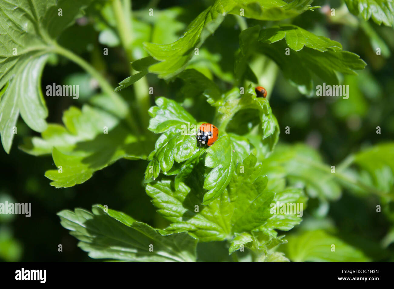 One lonely ladybug, on a gooseberry bush Stock Photo - Alamy
