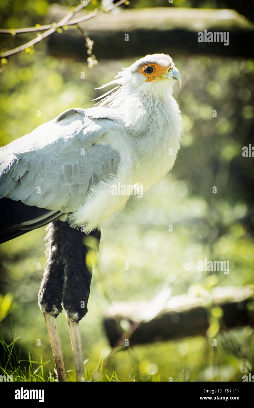 Secretary bird (Sagittarius serpentarius) watching around. Animal theme ...