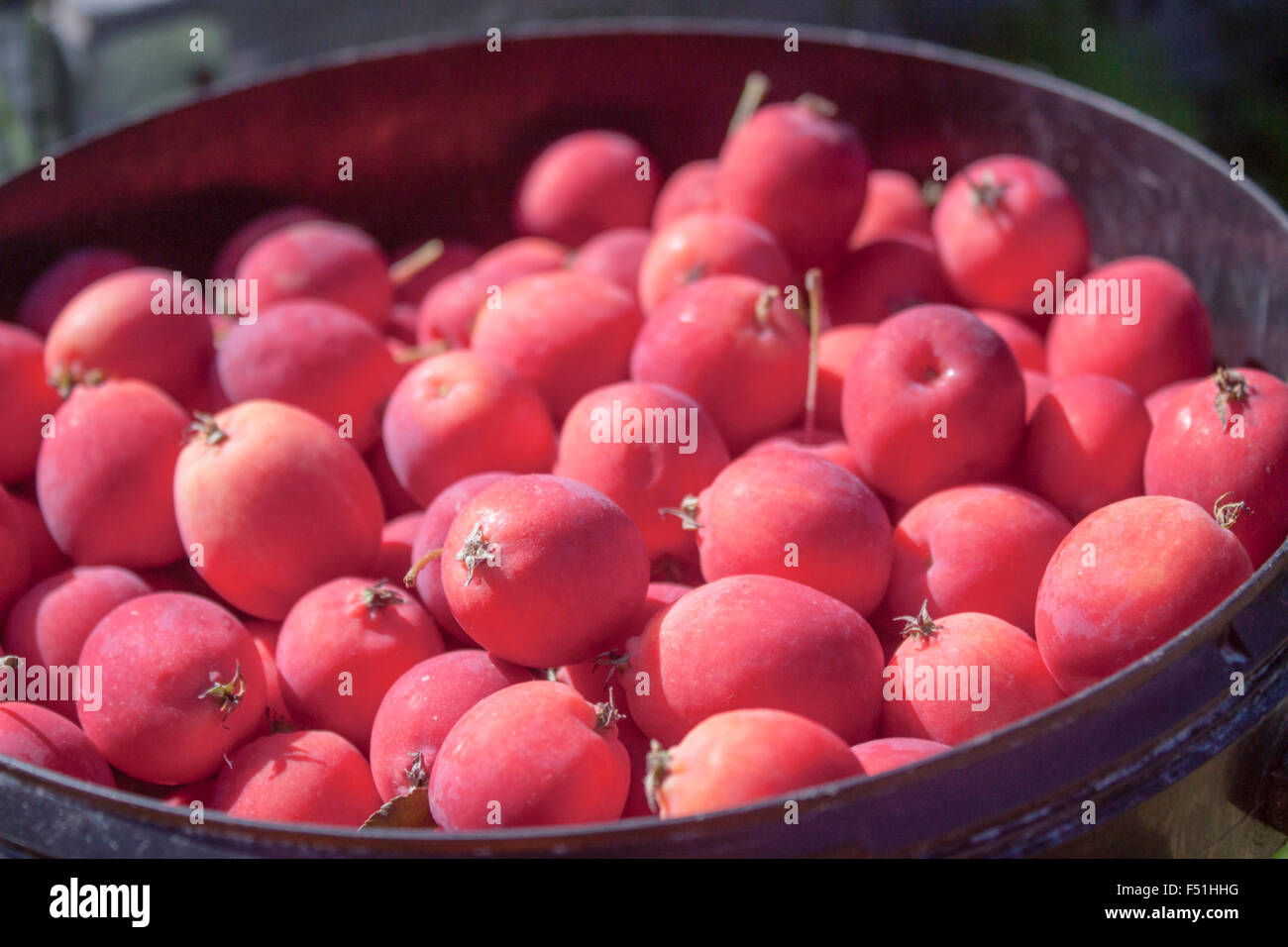 A bucket full of pink dolgo crabapples Stock Photo - Alamy