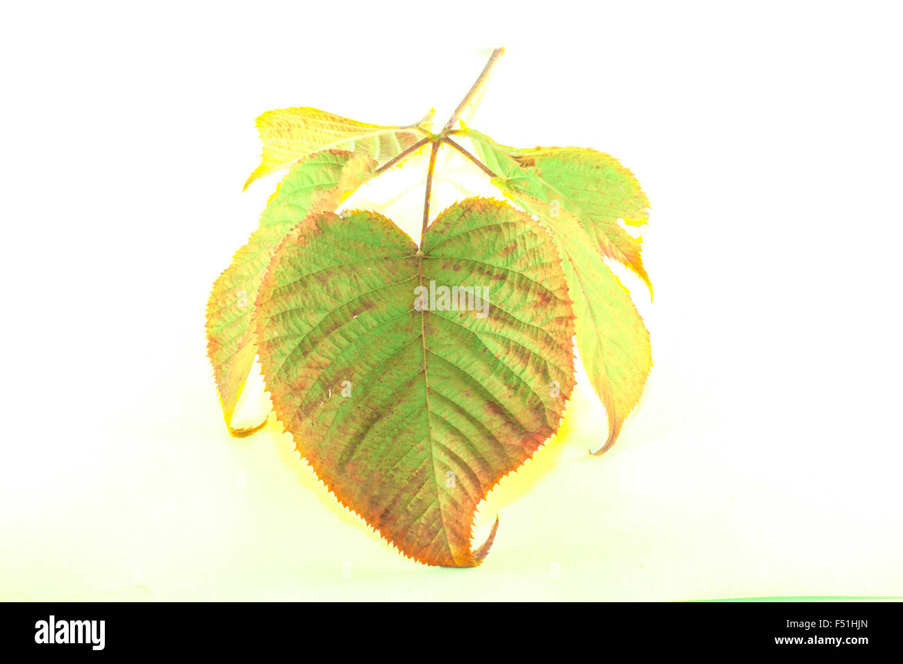 Blackberry leaf hi-res stock photography and images - Alamy