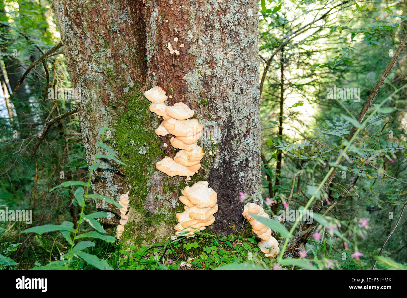Fungus grows on a tree trunk. Photographed in Tirol, Austria in August ...