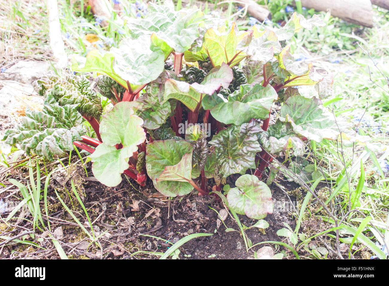 A fresh rhubarb plant, in a garden Stock Photo - Alamy