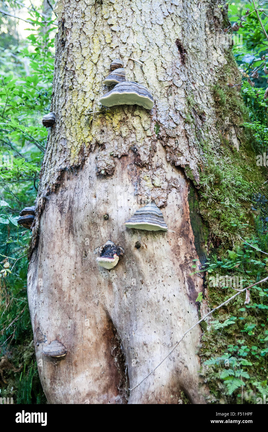 Hoof fungus (fomes fomentarius)or bracket fungus, grows on a living ...