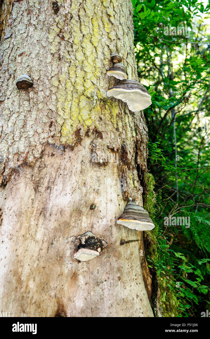 Hoof fungus (fomes fomentarius)or bracket fungus, grows on a living ...