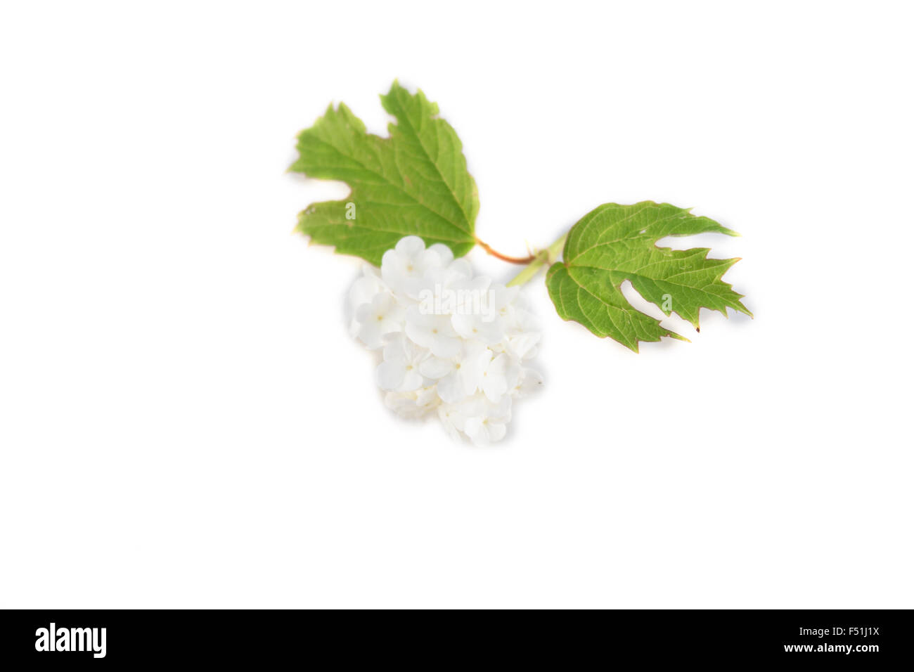 Shrub white flowers Cut Out Stock Images & Pictures - Alamy