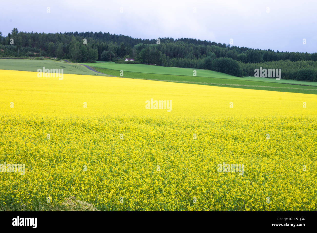 Rye flower field, at the countryside of uusimaa, Finland Stock Photo ...