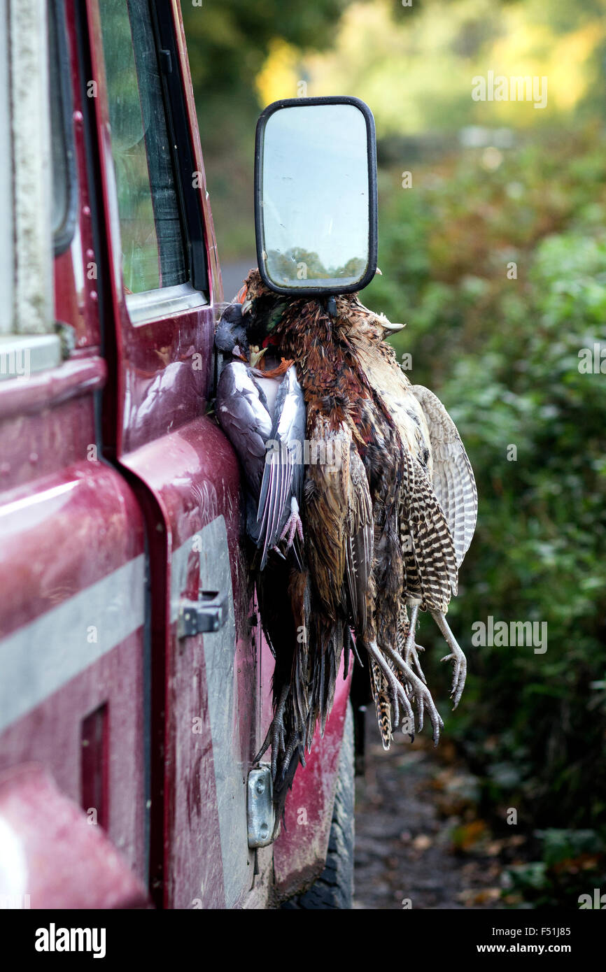dead pheasants hang from landrover,A large long-tailed game bird native ...