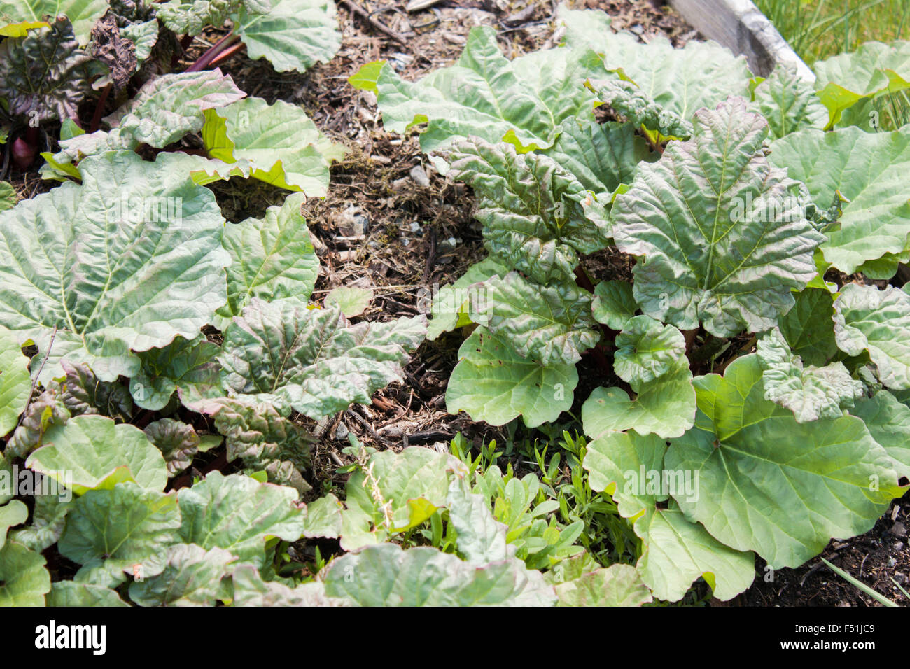 A green Rhubarb field, full of young, early fresh rhubarb Stock Photo ...