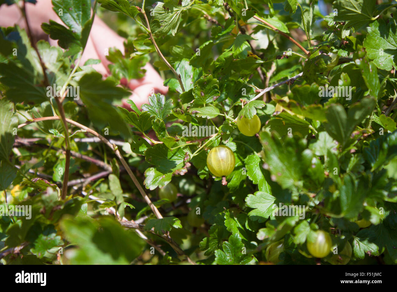 Picking green gooseberries, from a gooseberry bush Stock Photo - Alamy