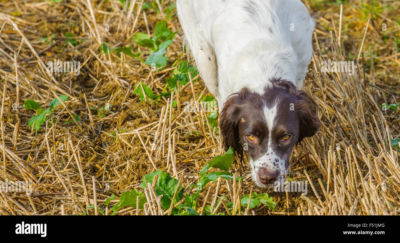 Portrait of a young English Springer Spaniel dog looking up at the ...