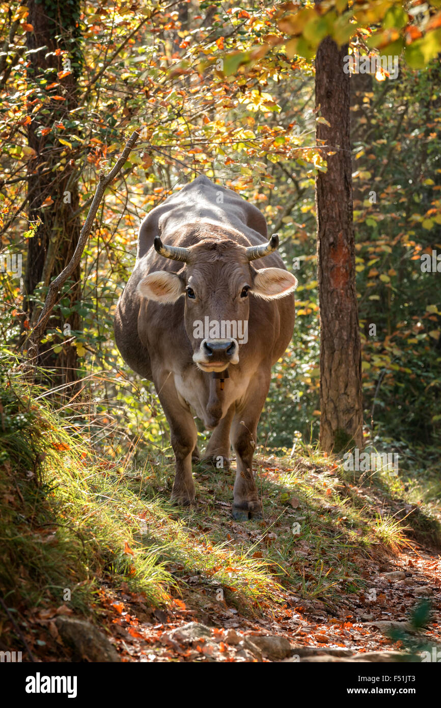 Gray and white cow hi-res stock photography and images - Alamy
