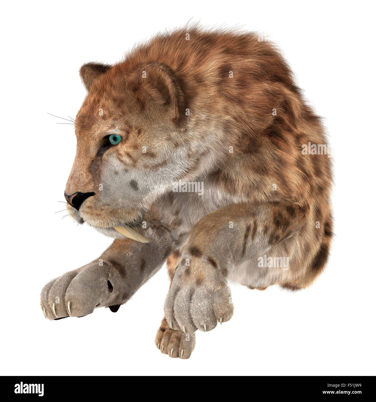 3D digital render of a big cat sabertooth isolated on white background ...