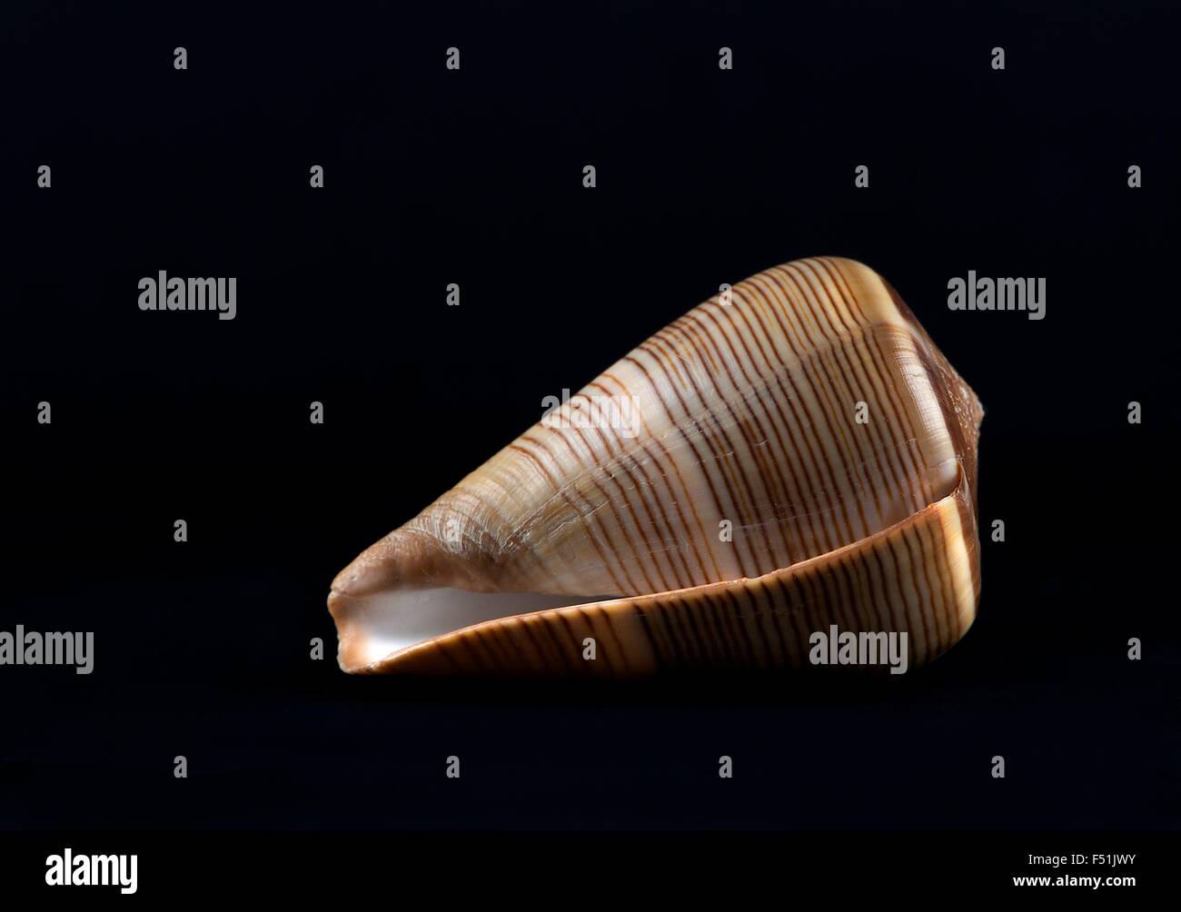 Seashell isolated in dark background. Sea shell isolated in black ...