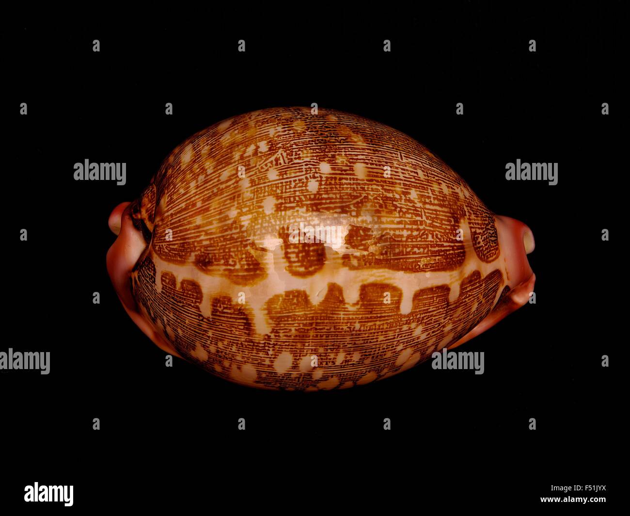 Sea shell isolated in black,Marine sea shell in a studio setting ...