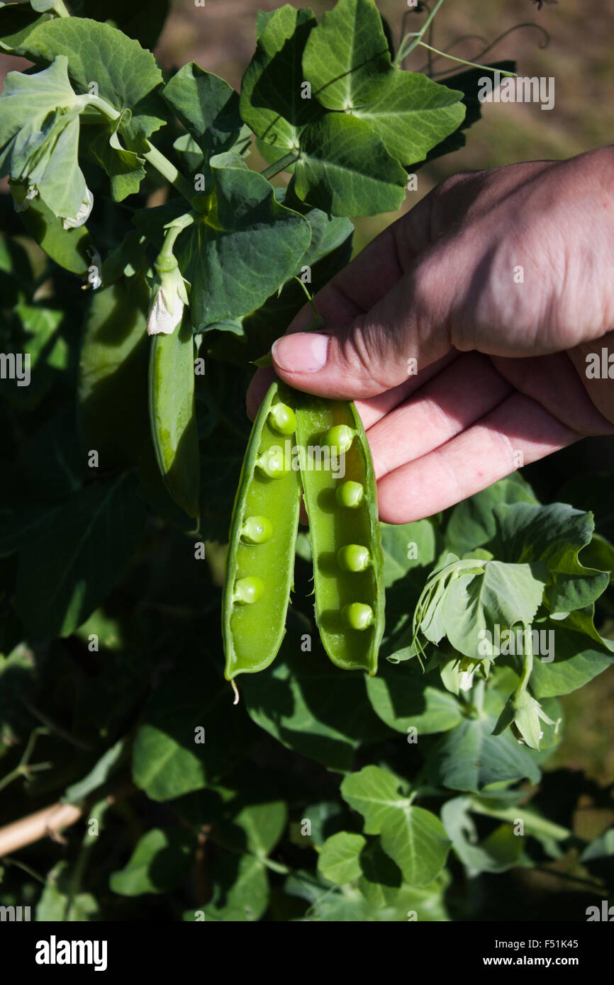A hand on a open peas pod, on the peas plant Stock Photo - Alamy