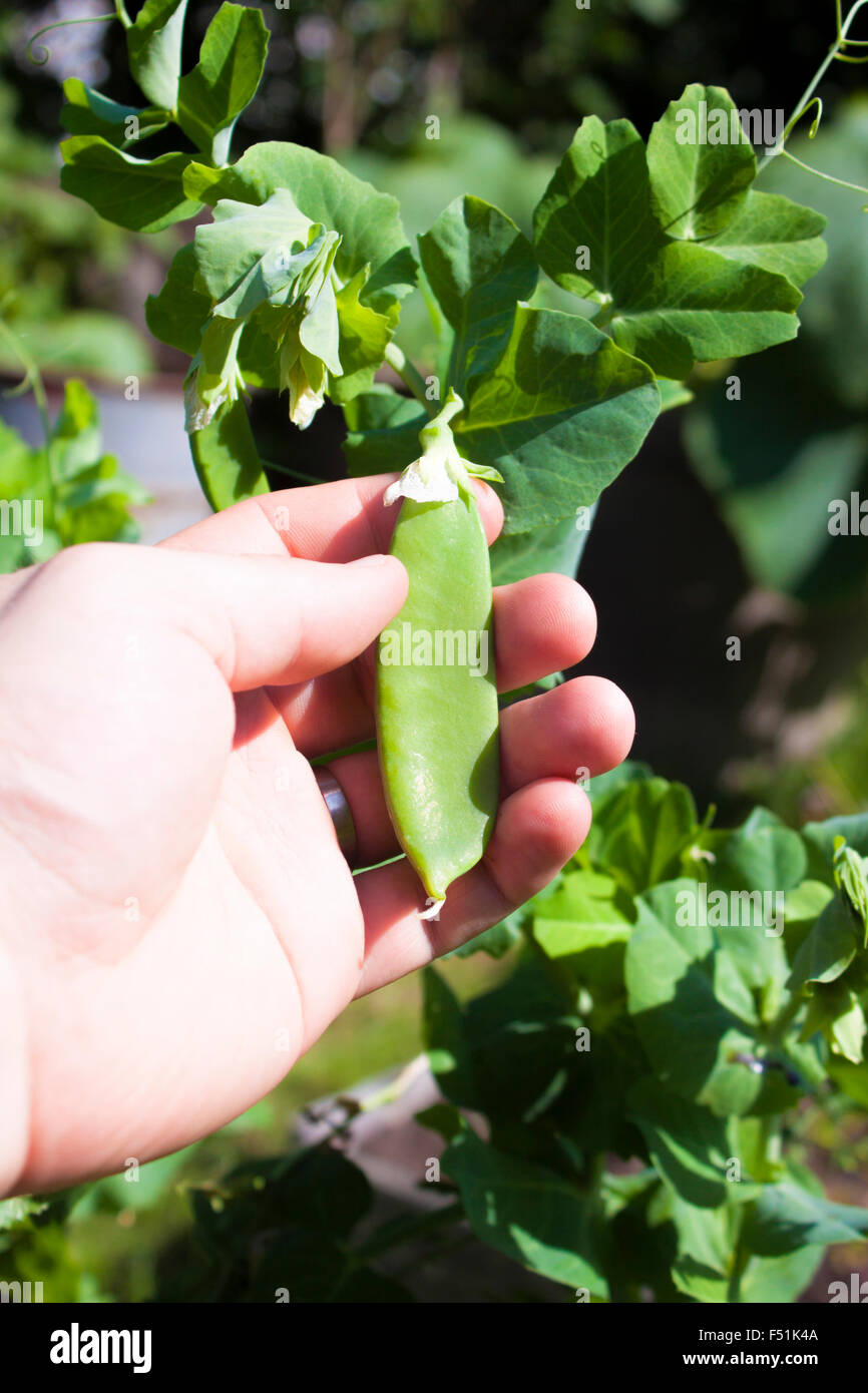 Hands on a growing peas pod, at a peas field Stock Photo - Alamy