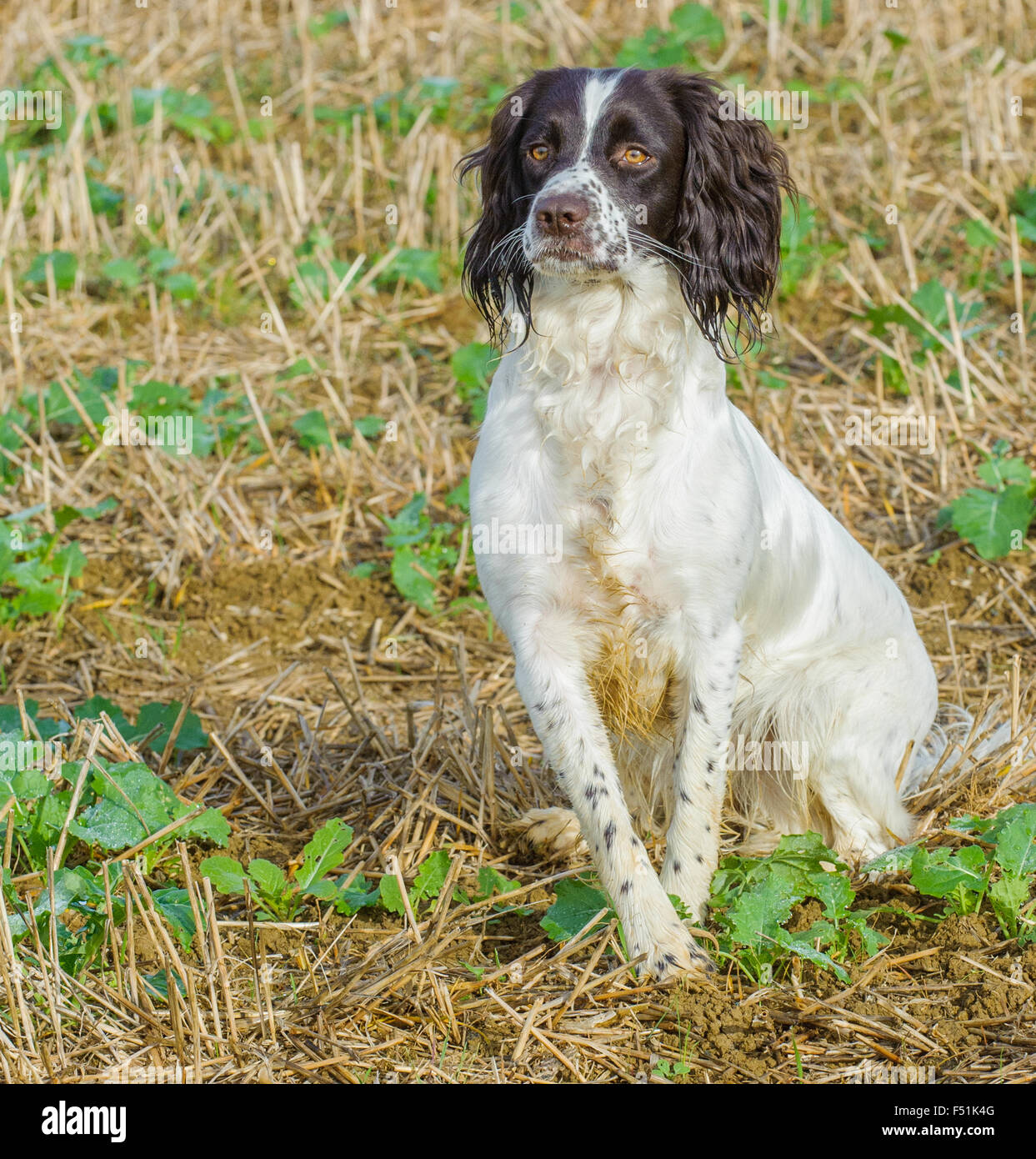 A young English Springer Spaniel dog sat in a field - portrait Stock ...