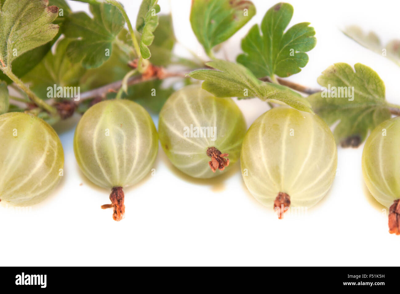 A branch of green gooseberries, isolated on white background Stock ...