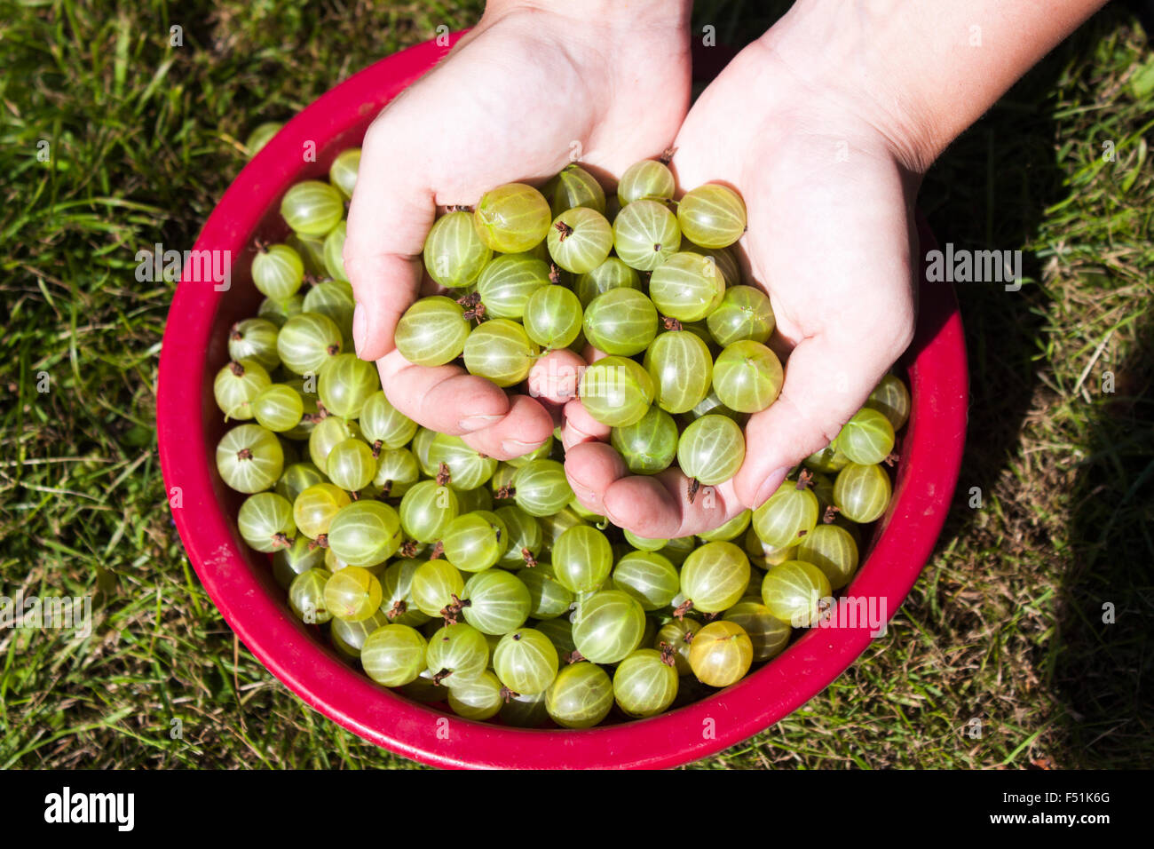 Green gooseberries, in heart shaped form, on a womans hands Stock Photo ...