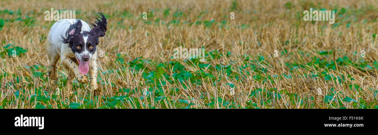 A young English Springer Spaniel dog running across a field Stock Photo ...