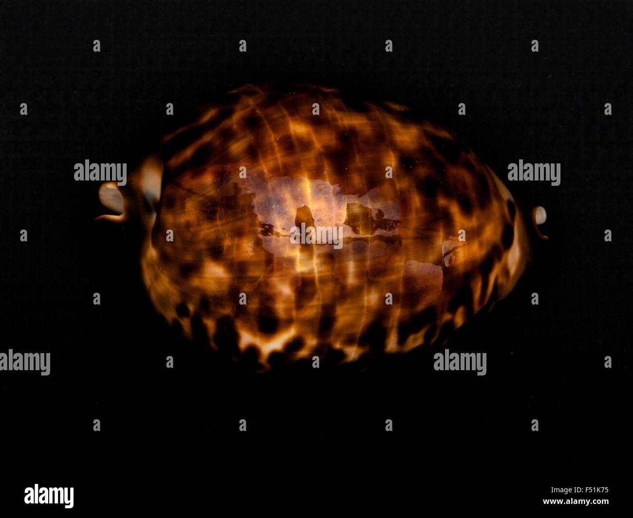 Sea shell isolated in black,Marine sea shell in a studio setting ...