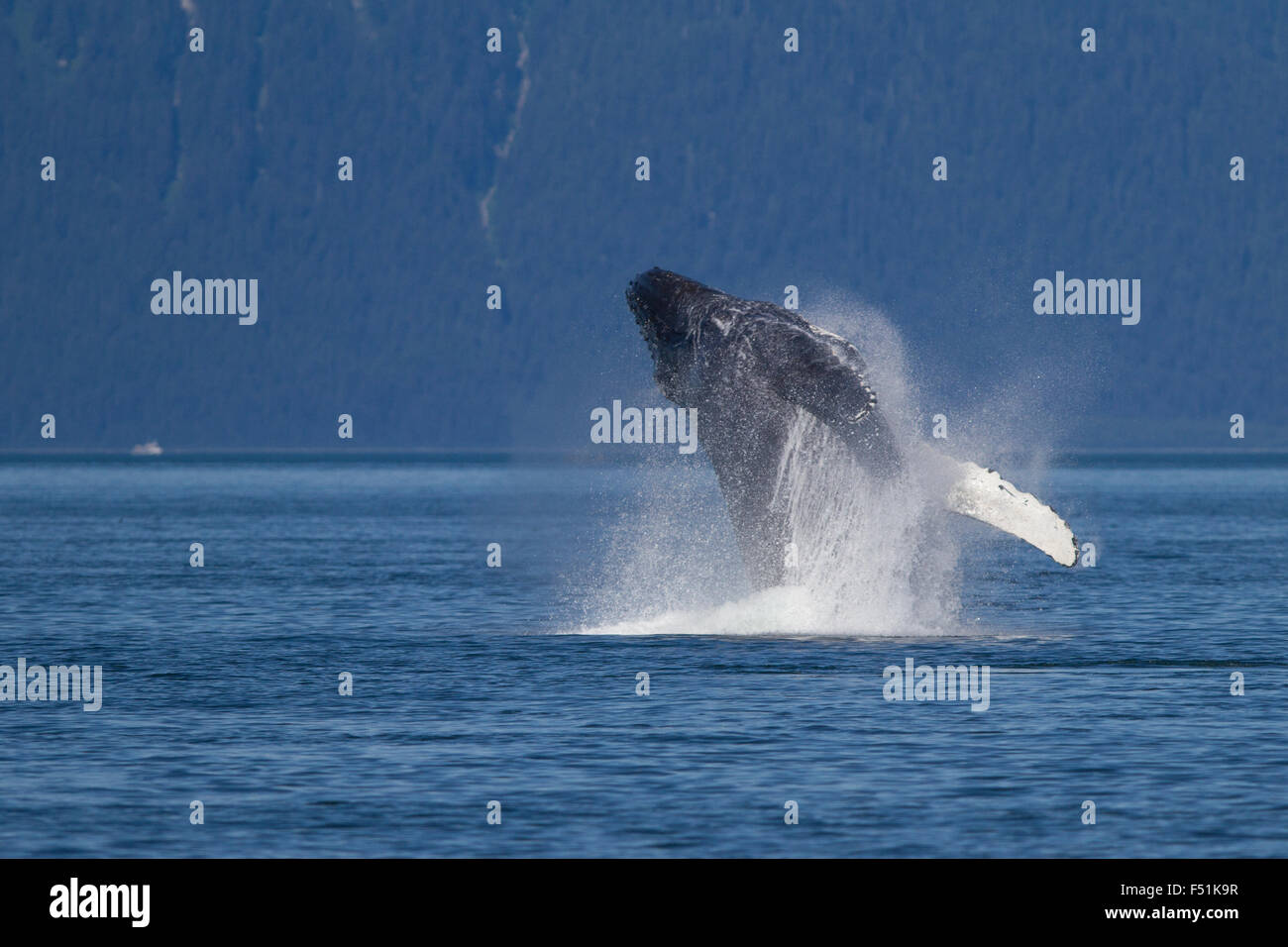 Humpback Whale breaching in Alaskan waters Stock Photo - Alamy